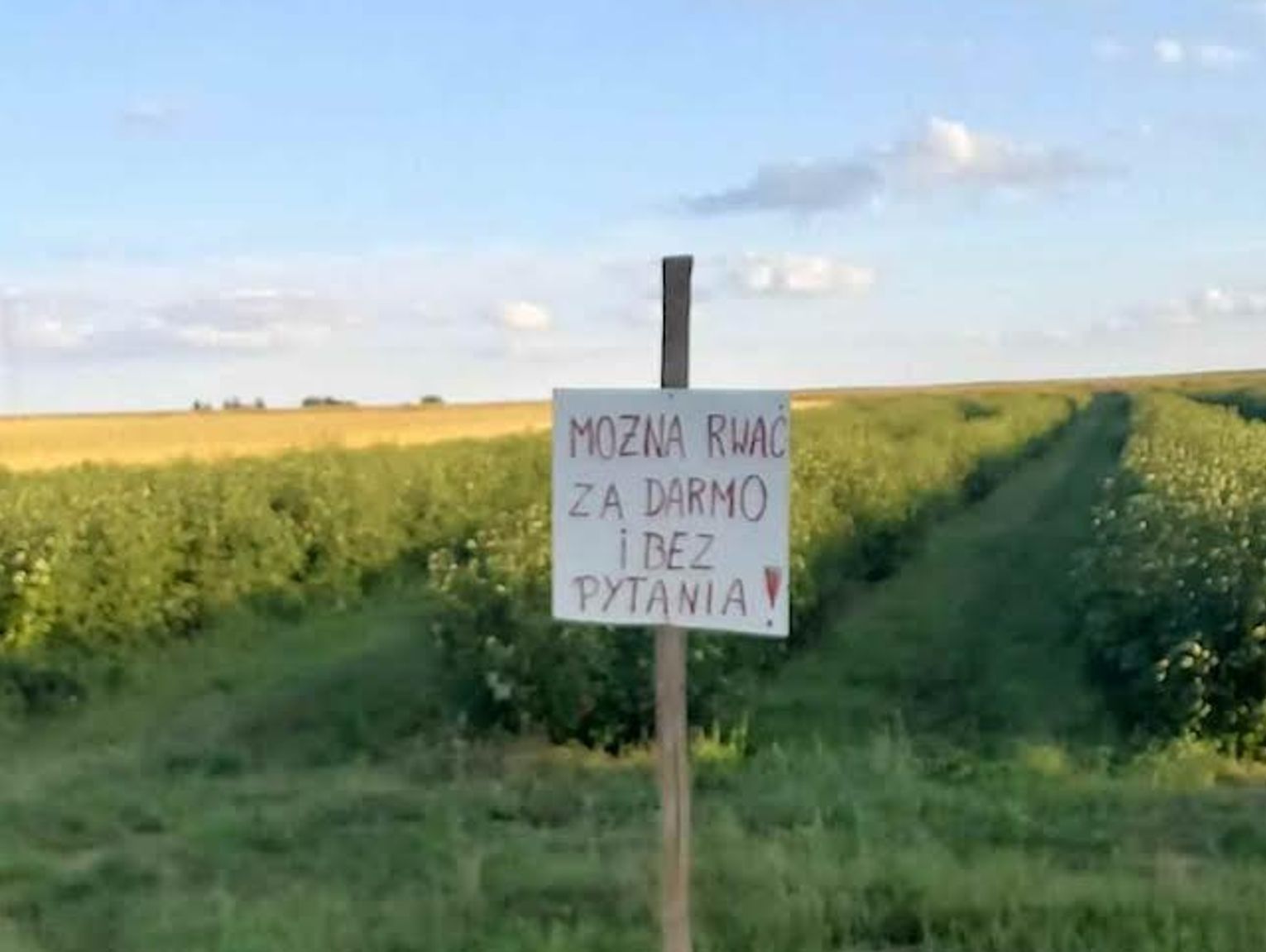 Rolnikom nie opłaca się zbierać. Na polach stawiają specjalne tablice Rolnikom nie opłaca się zbierać. Na polach stawiają specjalne tablice